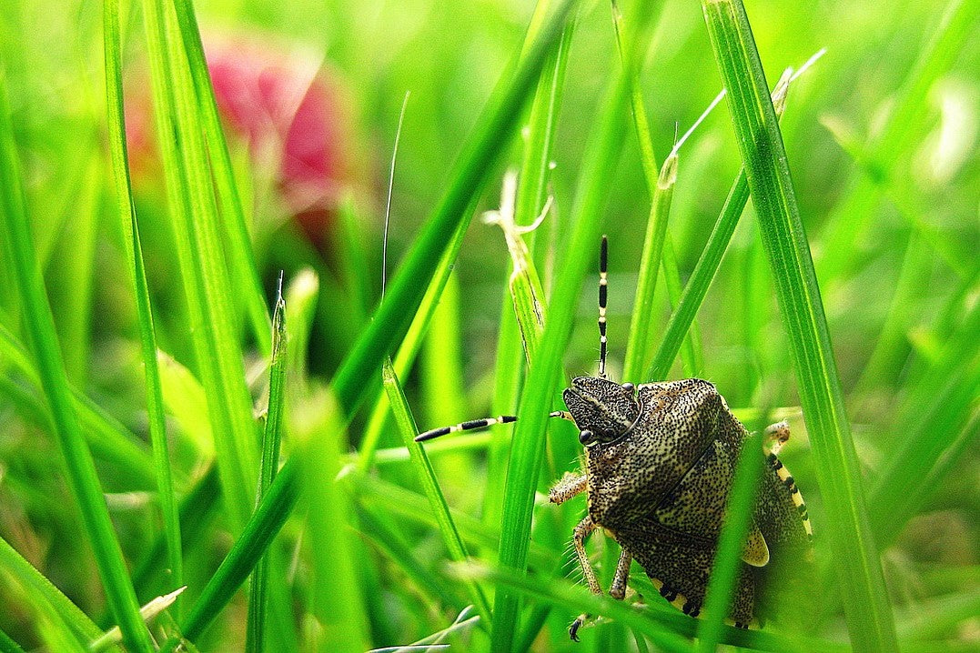 Biosecurity New Zealand - Brown marmorated stink bug winter awareness ...
